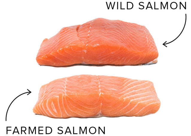 Wild Salmon vs. Farmed Salmon – A Fish Company